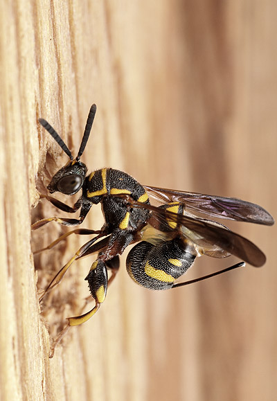 A wiley wasp | Beetles In The Bush