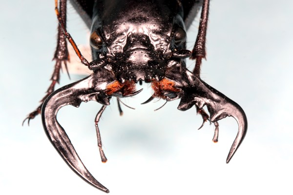 The World’s Largest Tiger Beetle | Beetles In The Bush