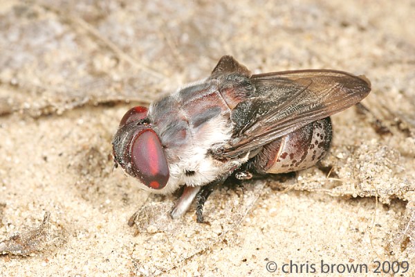 Of Bots and Warbles | Beetles In The Bush