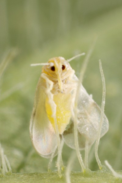 Life at 8X—Bandedwinged Whitefly | Beetles In The Bush