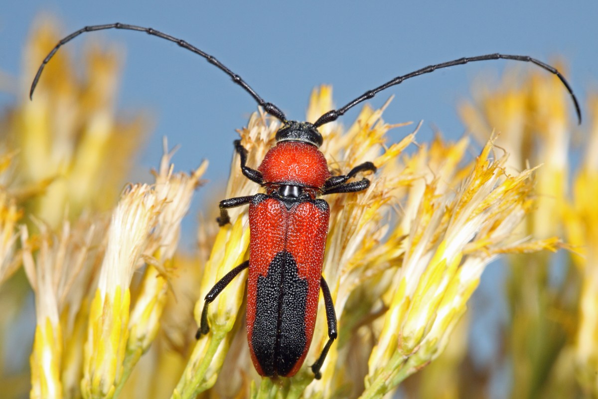 2013 ESA World of Insects Calendar Selection | Beetles In The Bush