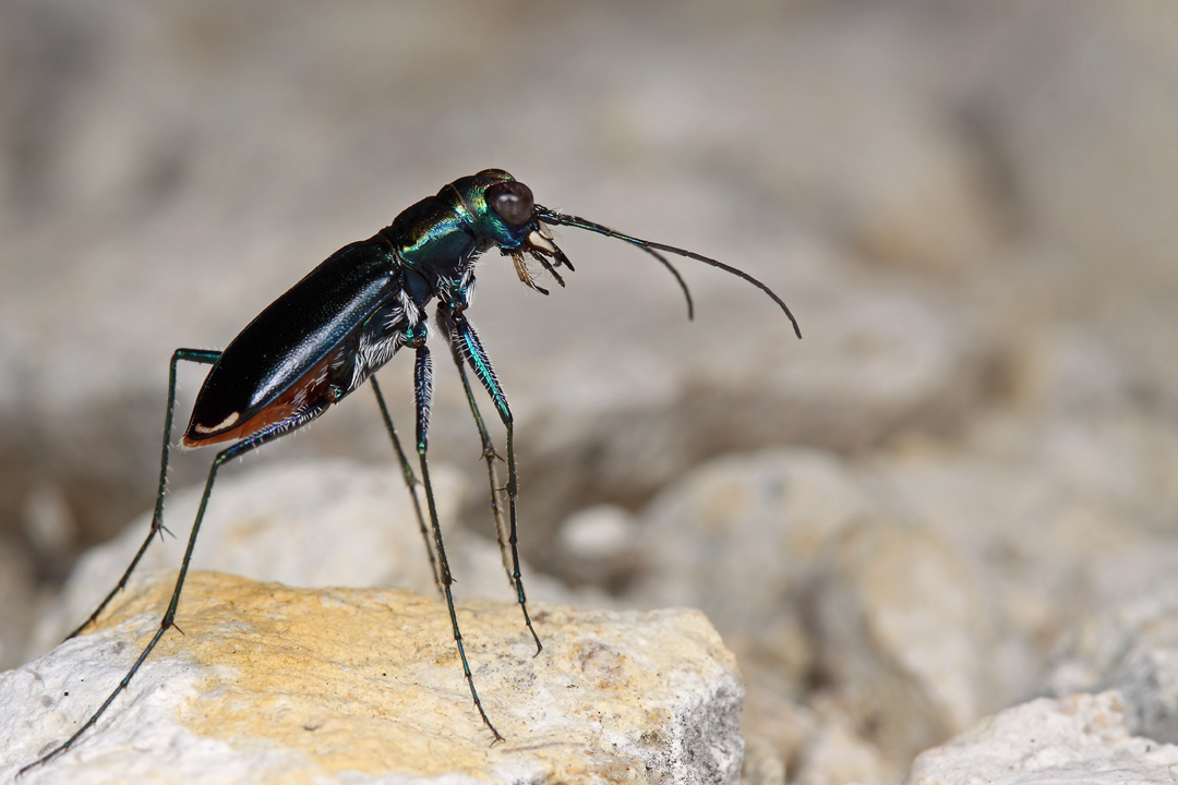 Photographing the Limestone Tiger Beetle | Beetles In The Bush