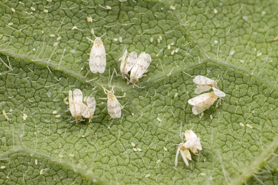 Life at 8X—Bandedwinged Whitefly | Beetles In The Bush