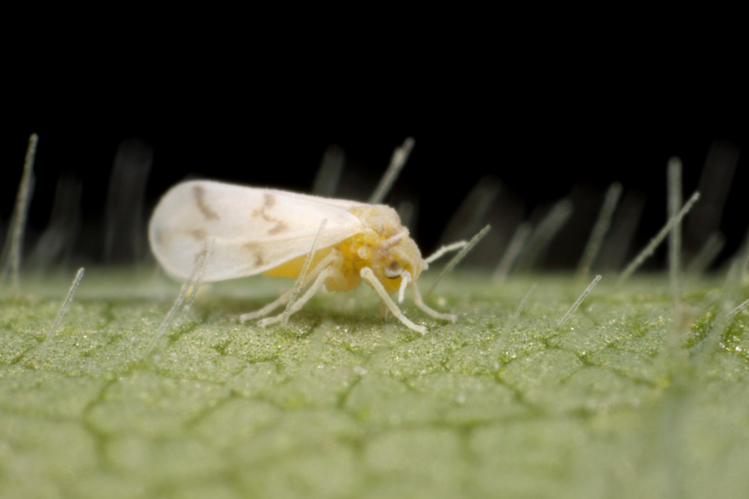 Life at 8X—Bandedwinged Whitefly | Beetles In The Bush