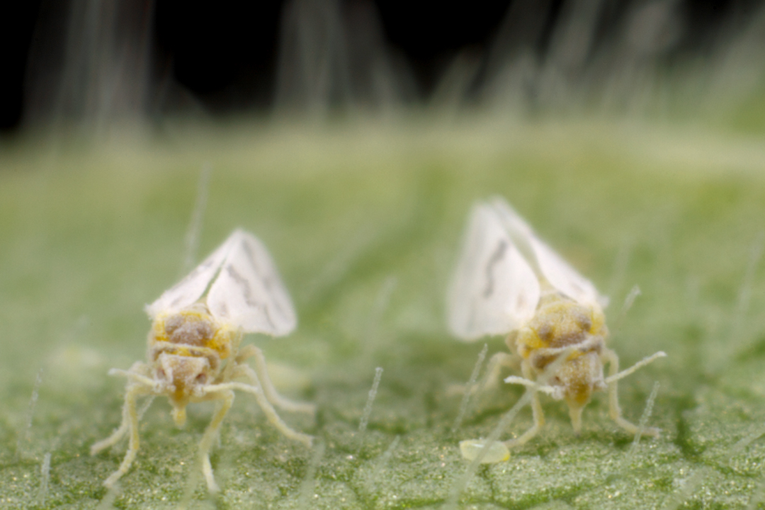 Life at 8X—Bandedwinged Whitefly | Beetles In The Bush