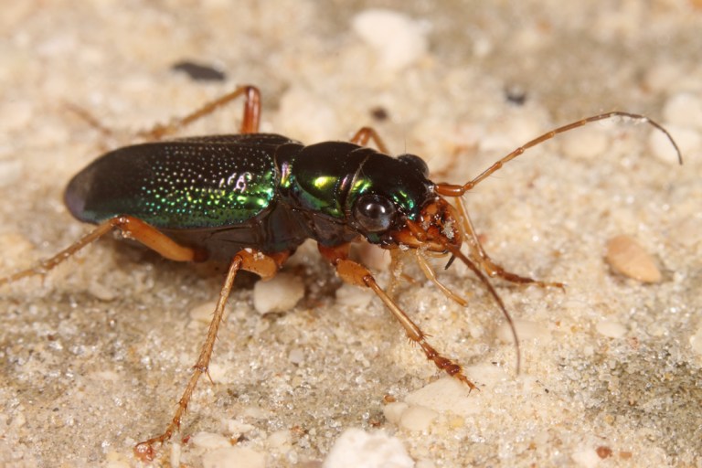 The Third of Florida’s Three Metallic Tiger Beetles | Beetles In The Bush