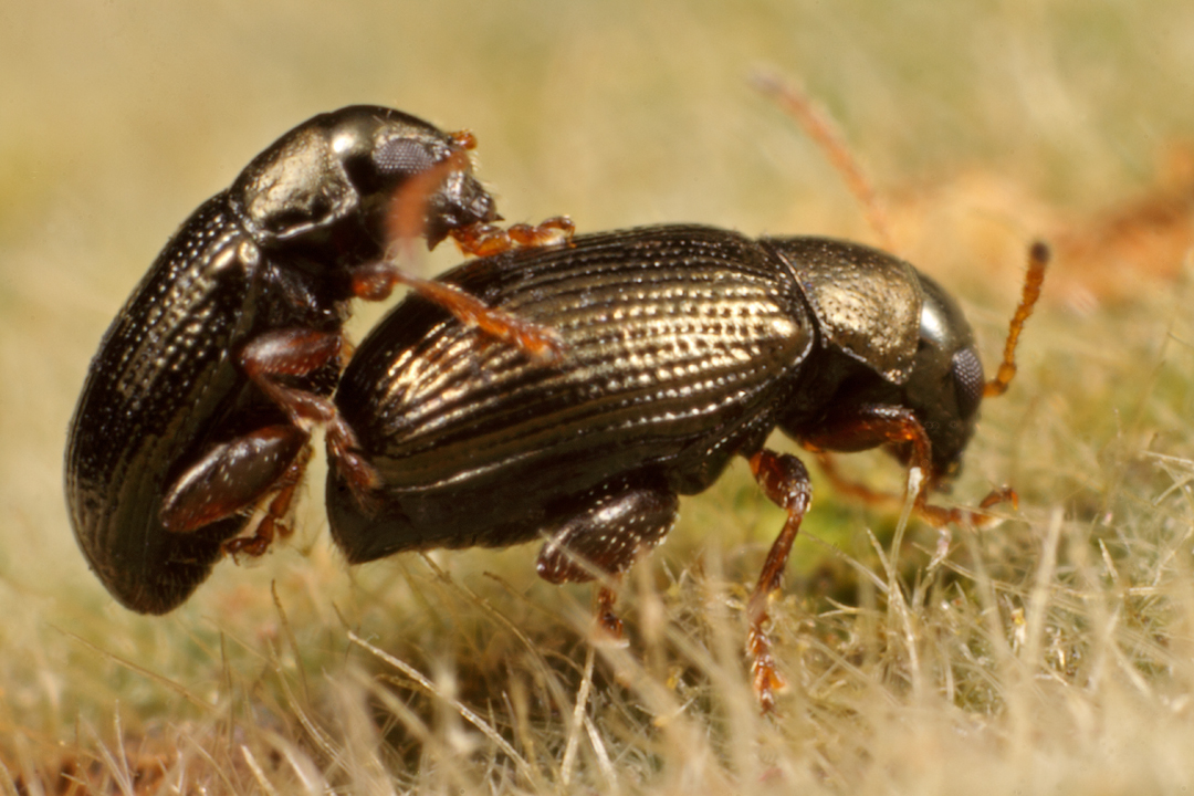 Life at 8X—hibiscus flea beetle | Beetles In The Bush