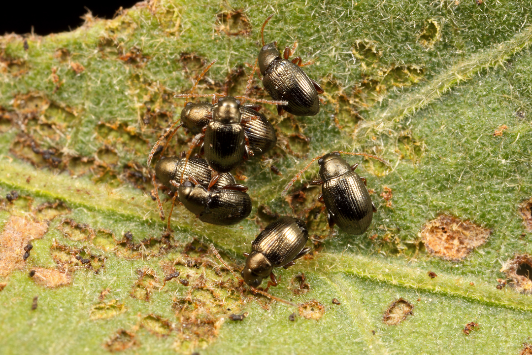 Life at 8X—hibiscus flea beetle | Beetles In The Bush