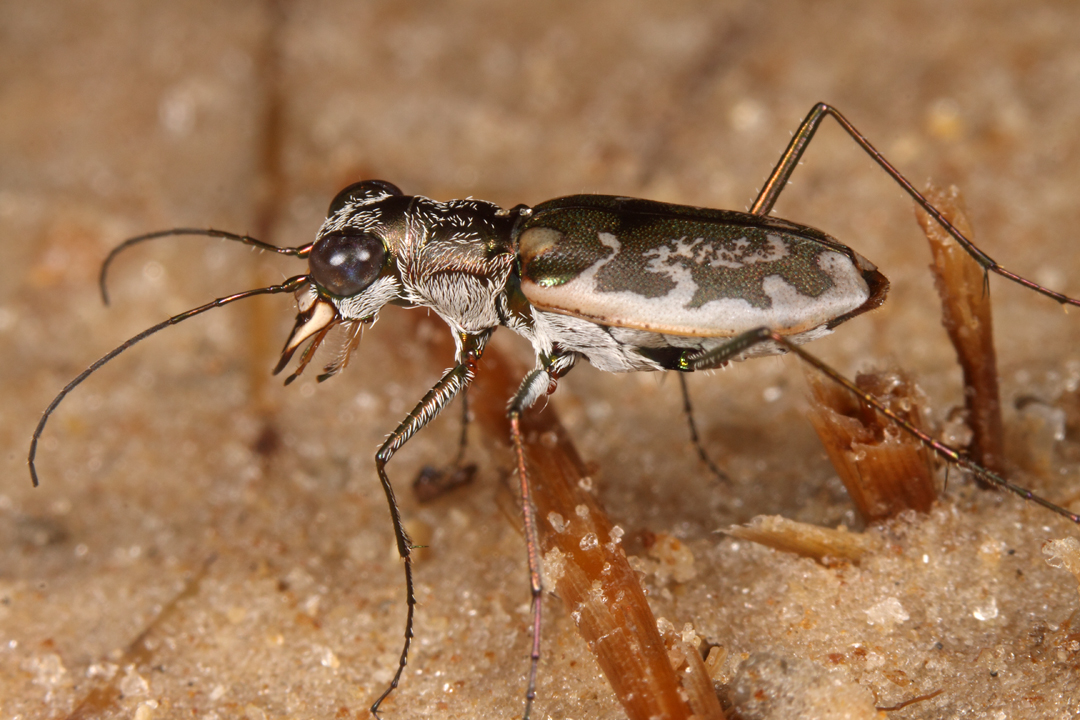 Where siblings mingle: Ellipsoptera marginata vs. E. hamata | Beetles ...