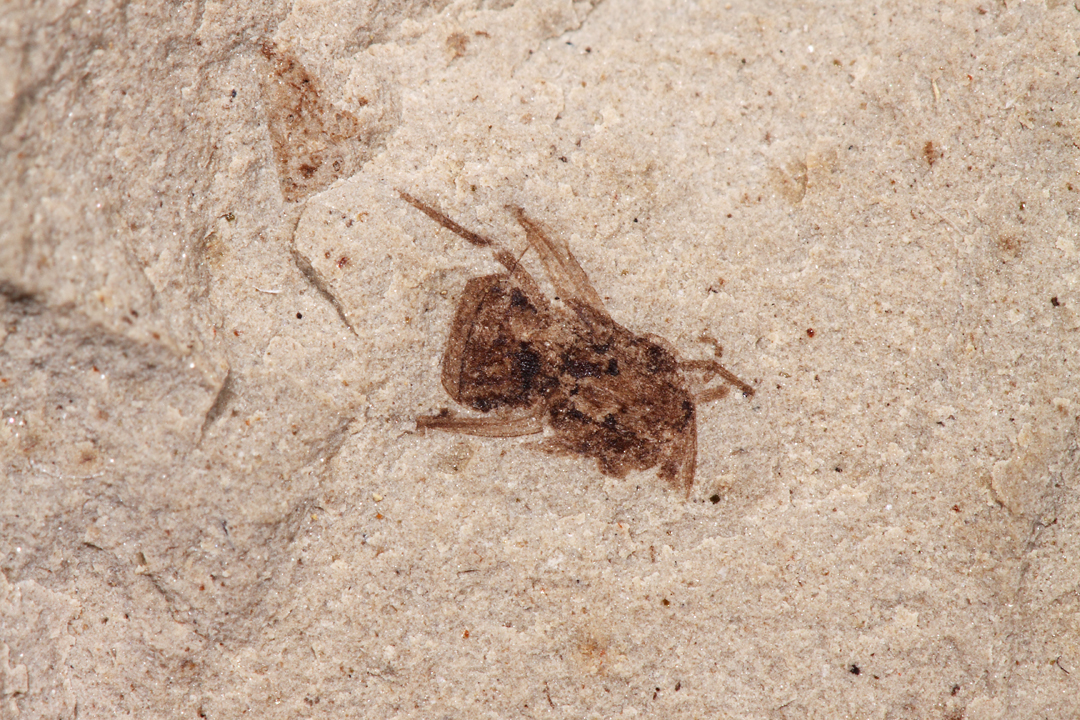 More Eocene insects | Beetles In The Bush