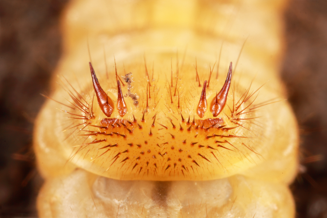 Eye to eye to eye to eye with a tiger beetle larva | Beetles In The Bush