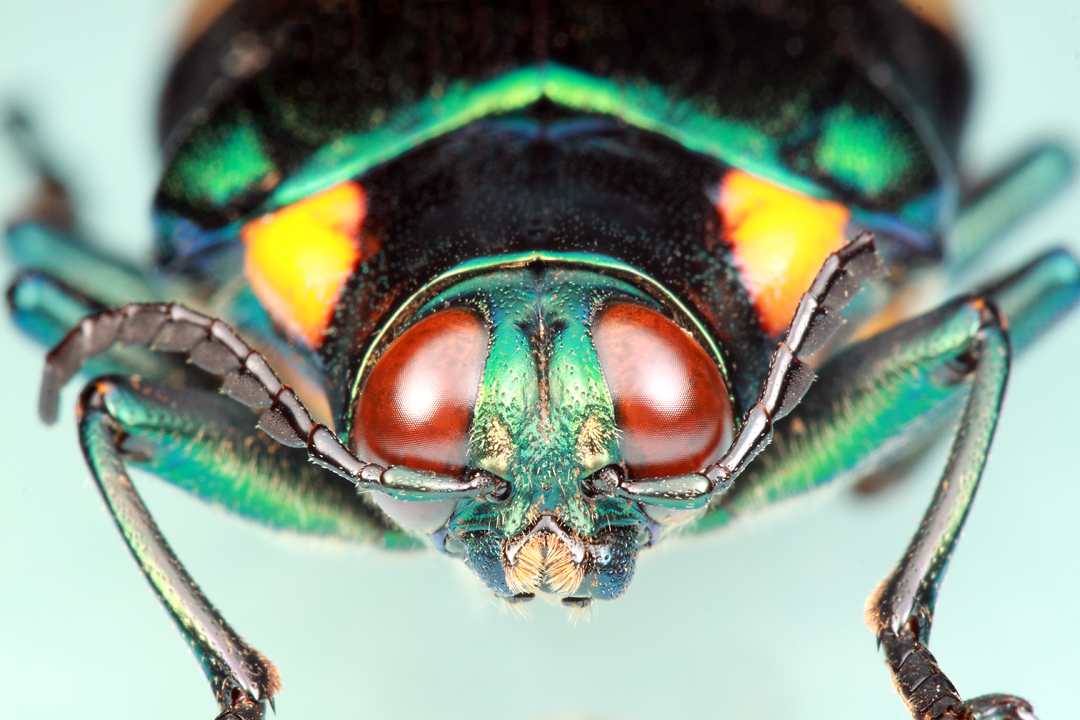 Diffuser comparisons for 100mm macro lens | Beetles In The Bush