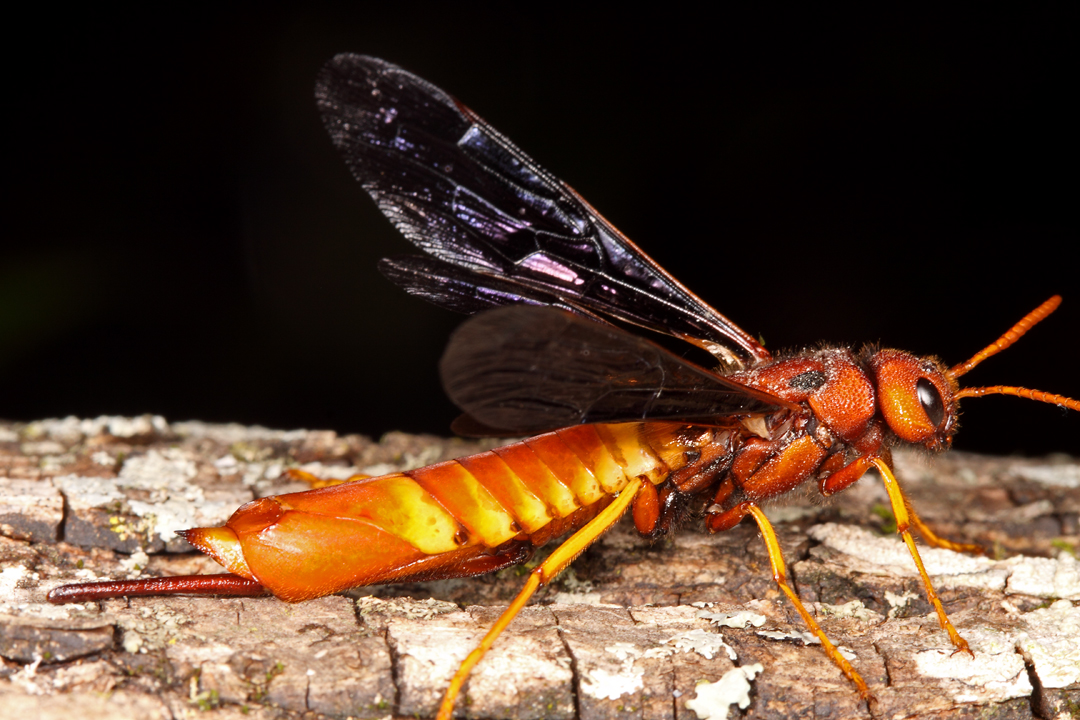 Ovipositing Pigeon Horntail | Beetles In The Bush