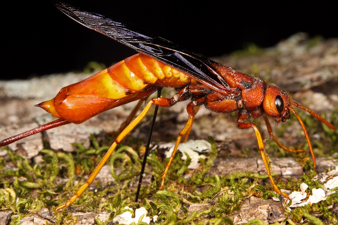 Ovipositing Pigeon Horntail | Beetles In The Bush