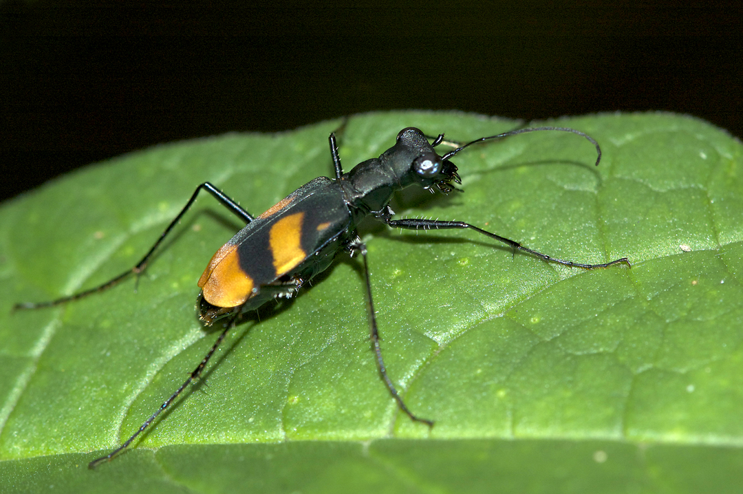 Featured Guest Photo: A Spectacular Case of Mimicry | Beetles In The Bush