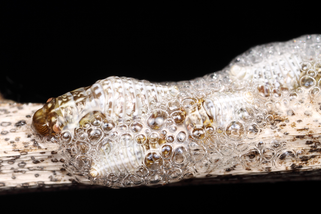 Cephisus siccifolia | Beetles In The Bush