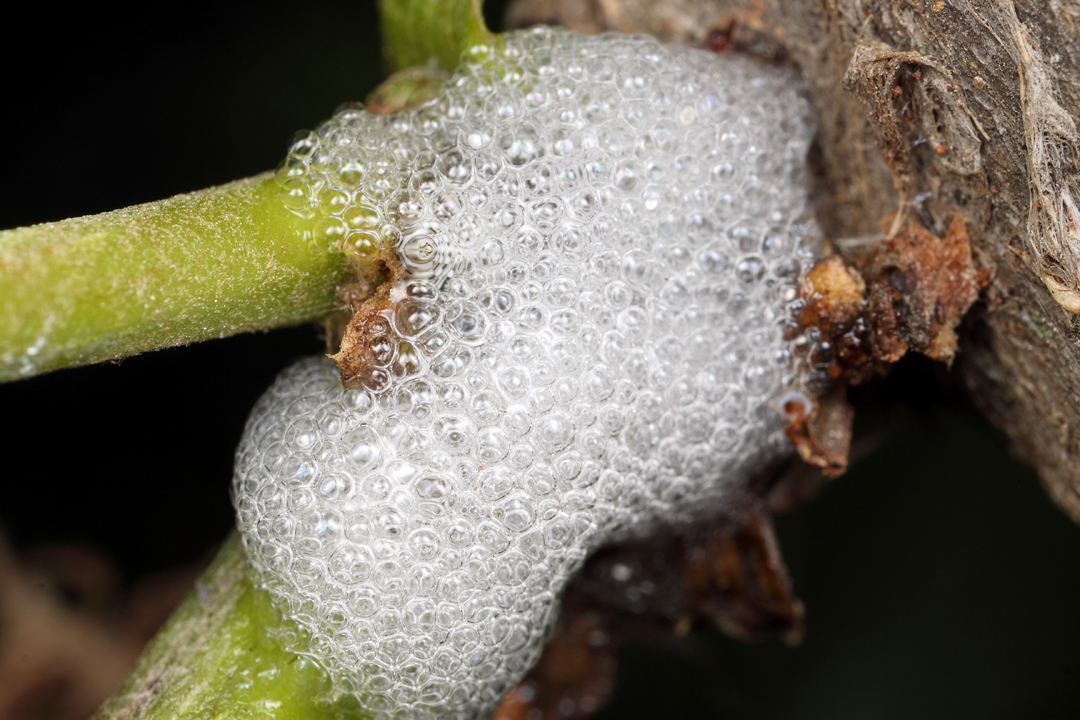 Cephisus siccifolia | Beetles In The Bush