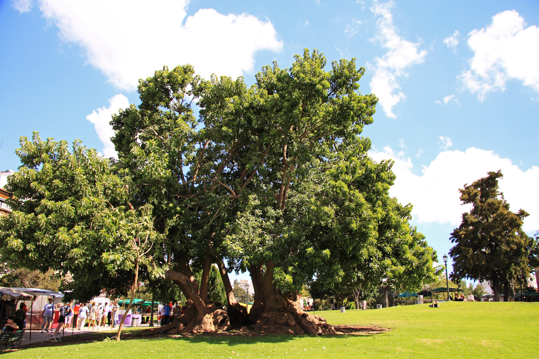 The true Ombú | Beetles In The Bush