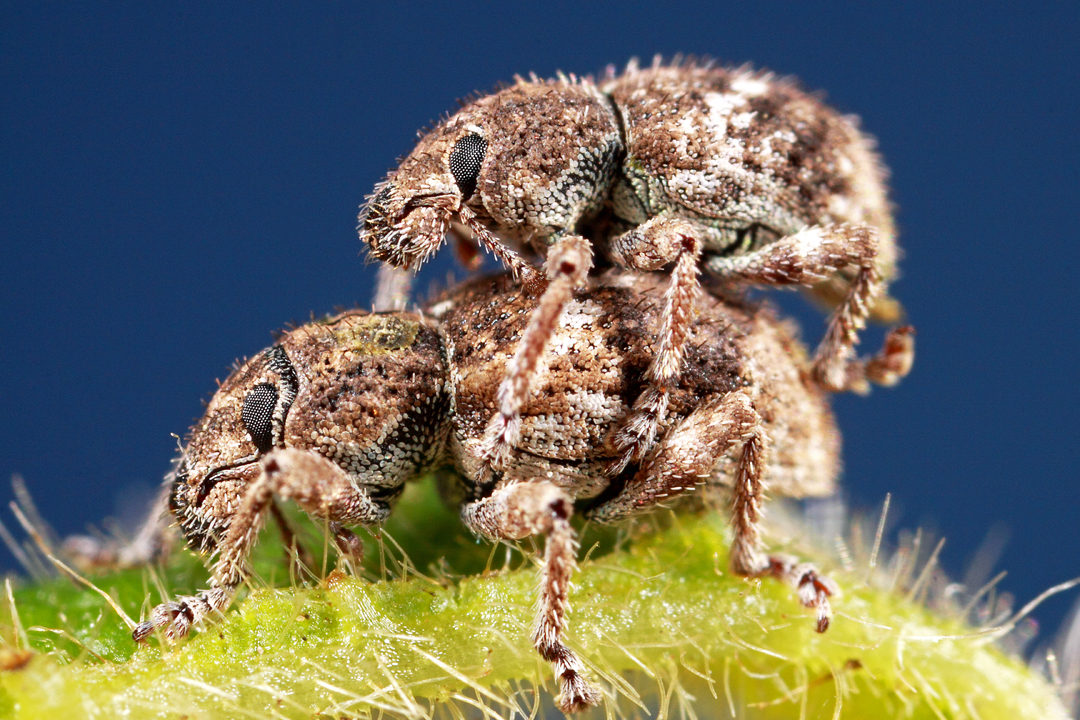 The “little soybean weevil” | Beetles In The Bush