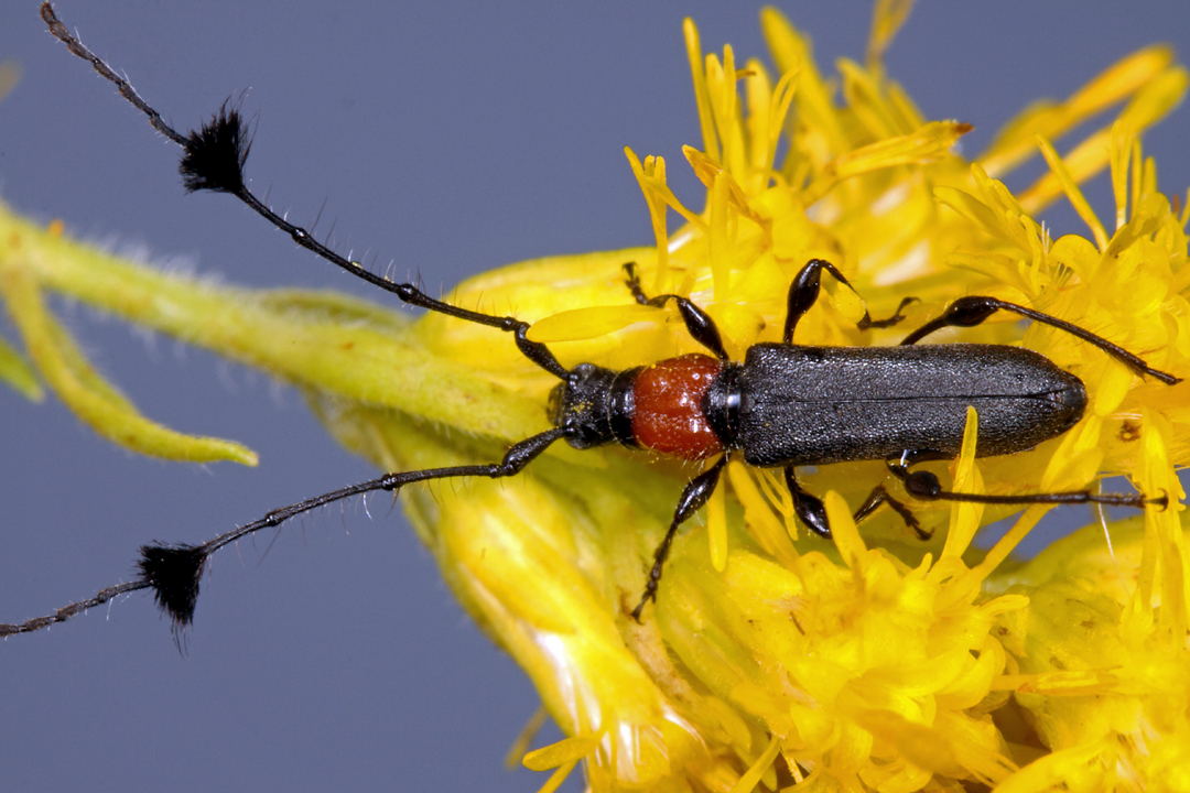 Group mimicry in Cerambycidae… and more | Beetles In The Bush