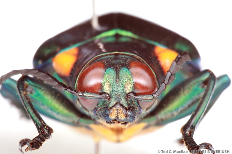 Oversized, double-concave diffuser for MT-24EX twin flash | Beetles In ...