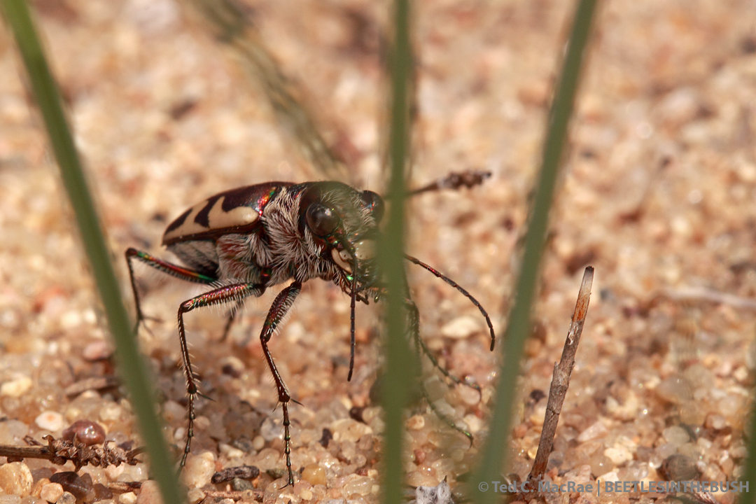 Field photographs of insects can be deceiving | Beetles In The Bush