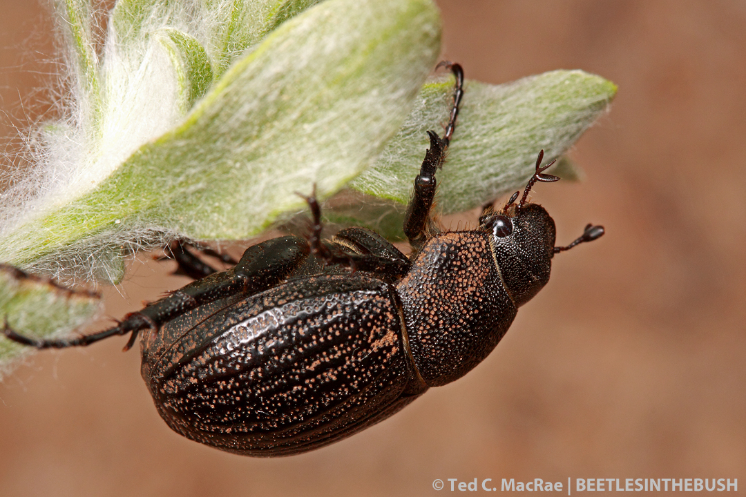 An interesting flightless May beetle | Beetles In The Bush