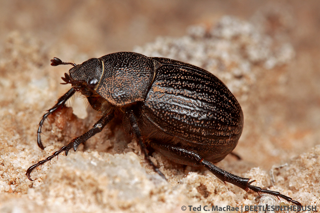 An interesting flightless May beetle | Beetles In The Bush