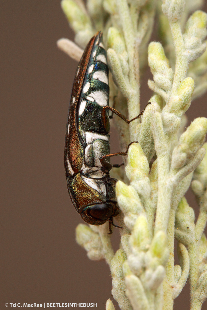 GBCT Beetle #2: Agrilus walsinghami | Beetles In The Bush