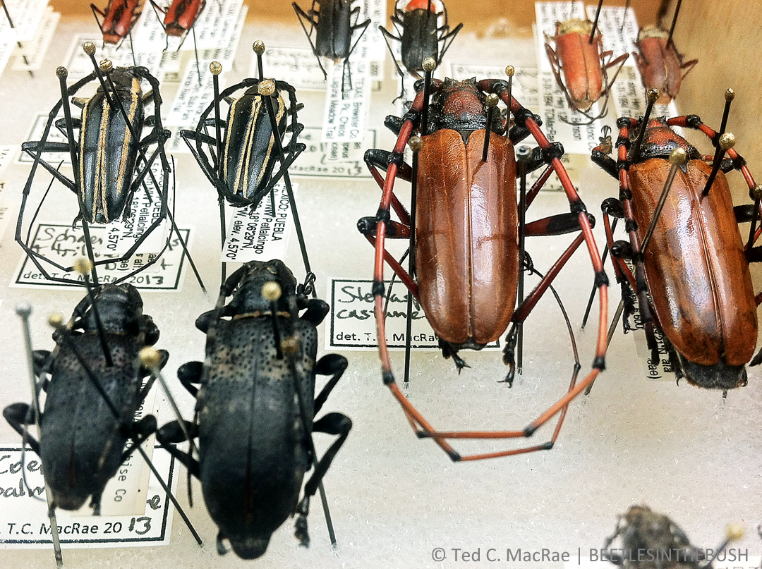 How to pack and ship pinned insect specimens | Beetles In The Bush