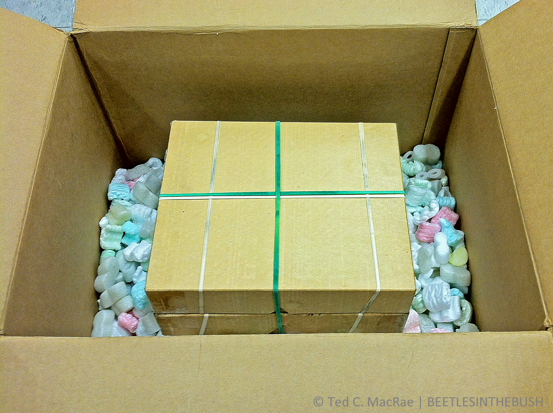 How to pack and ship pinned insect specimens | Beetles In The Bush