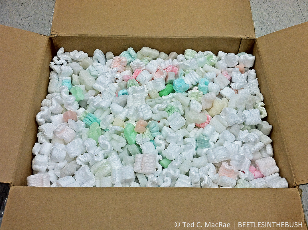 How to pack and ship pinned insect specimens | Beetles In The Bush