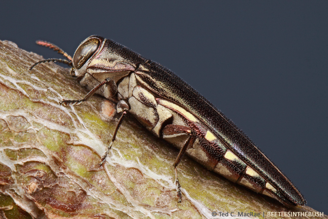 Honey Locust Borer | Beetles In The Bush