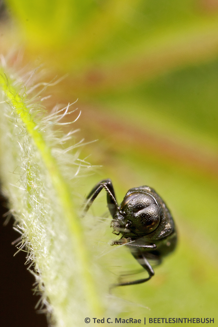 One-shot Wednesday: The “other” hibiscus jewel beetle | Beetles In The Bush