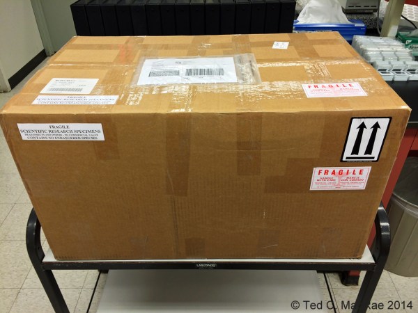 Receiving a shipment of insects for identification… | Beetles In The Bush