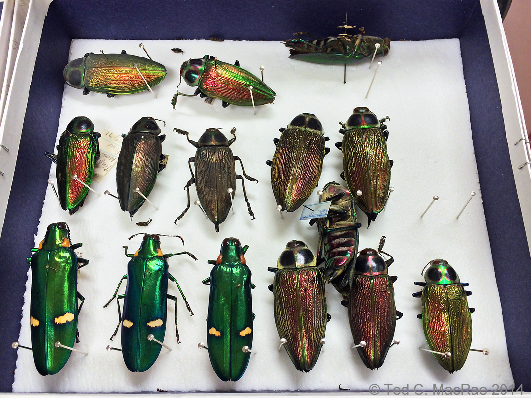 Receiving a shipment of insects for identification… | Beetles In The Bush