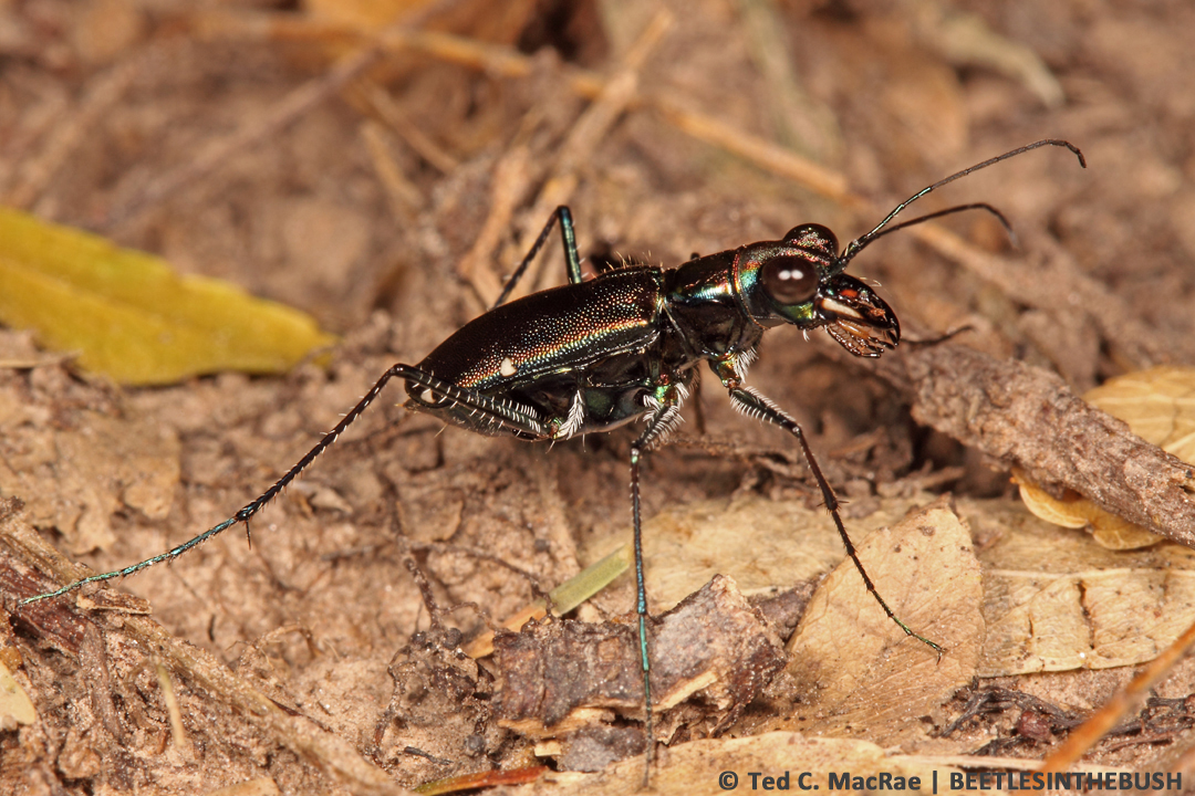 Tiger beetles in Argentina’s Chaco forest | Beetles In The Bush
