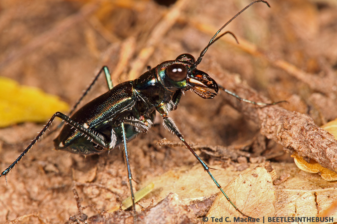 Tiger beetles in Argentina’s Chaco forest | Beetles In The Bush