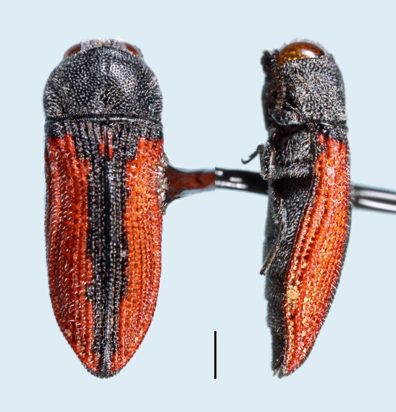 Introducing Acmaeodera chuckbellamyi | Beetles In The Bush