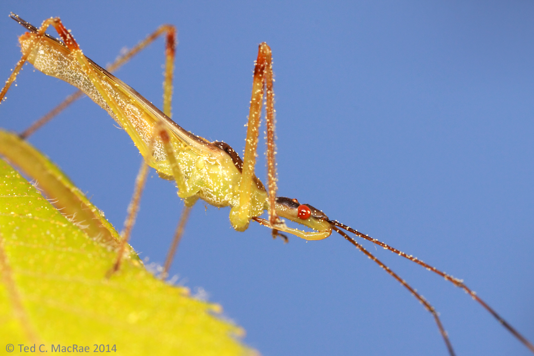 One-shot Wednesday: pale green assassin bug | Beetles In The Bush
