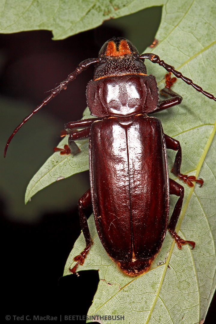 One-shot Wednesday: Mallodon dasystomus | Beetles In The Bush