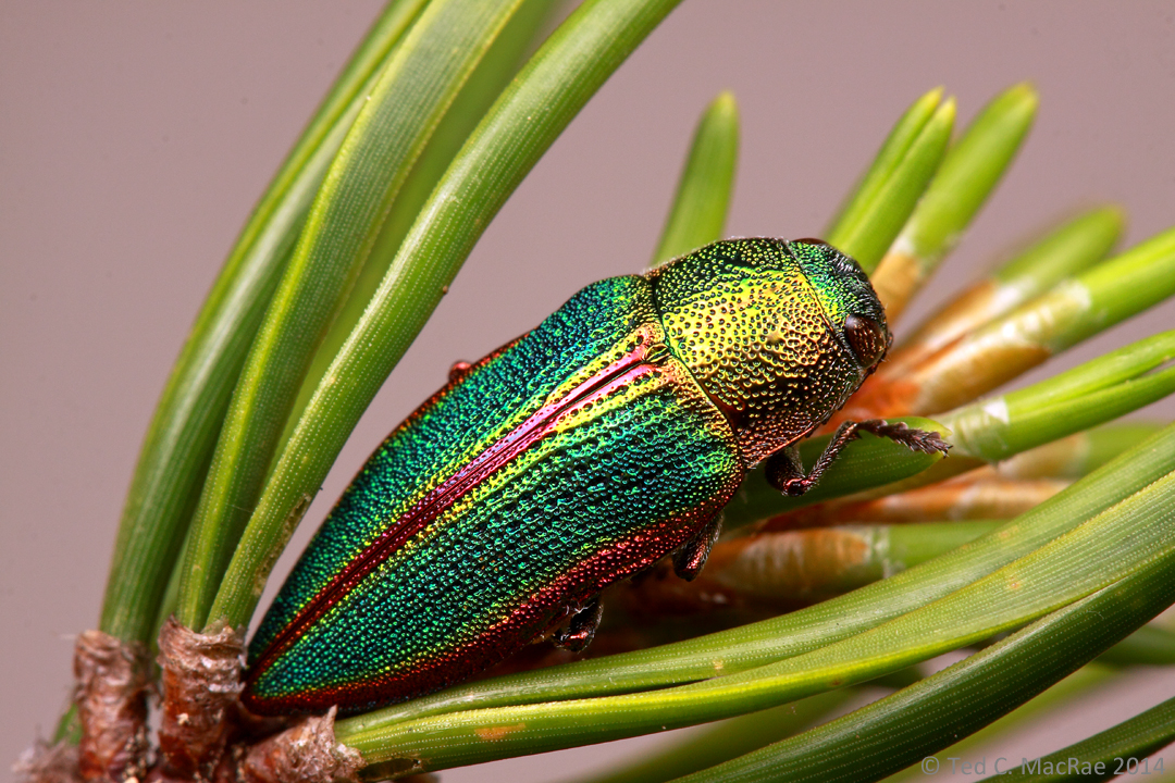 The Buprestis tree | Beetles In The Bush