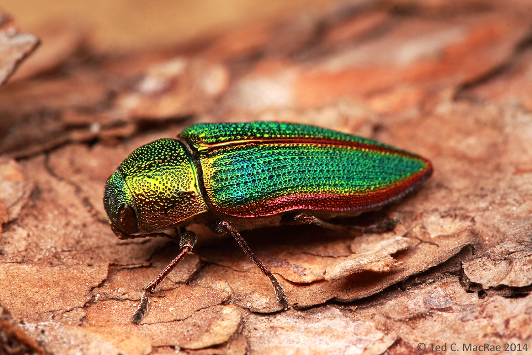 The Buprestis tree | Beetles In The Bush