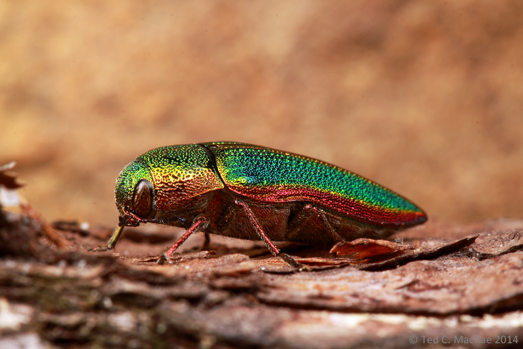 The Buprestis tree | Beetles In The Bush