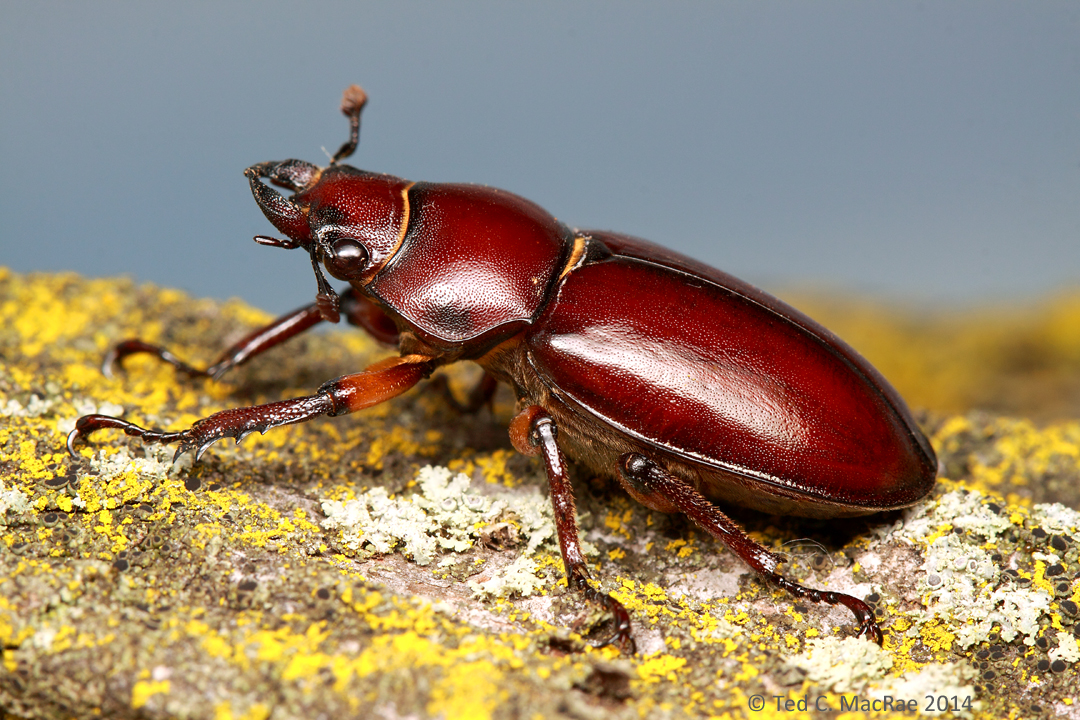 Stag and “stagette” beetle | Beetles In The Bush