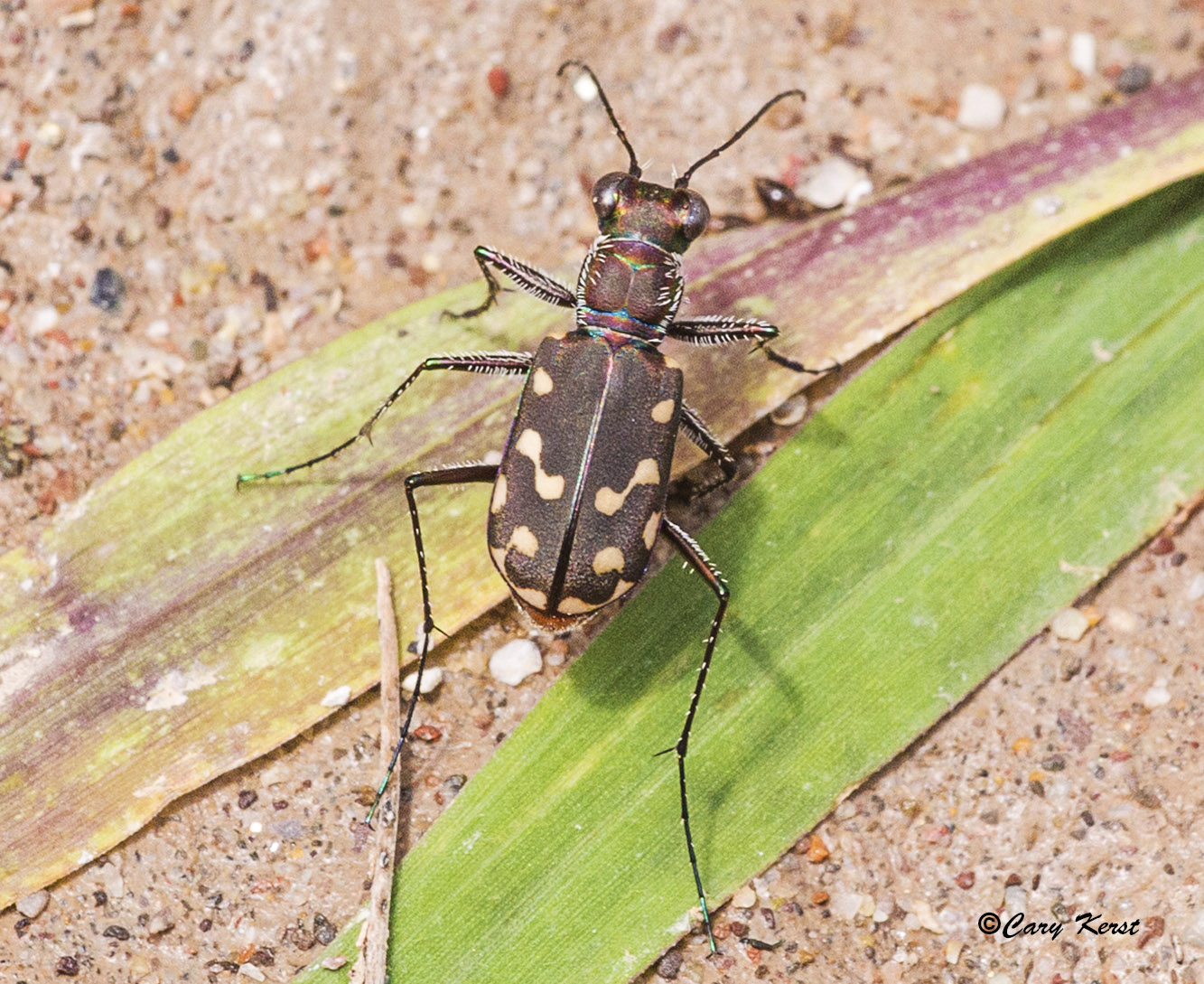 Guest Post: Burrow Hole Blues | Beetles In The Bush
