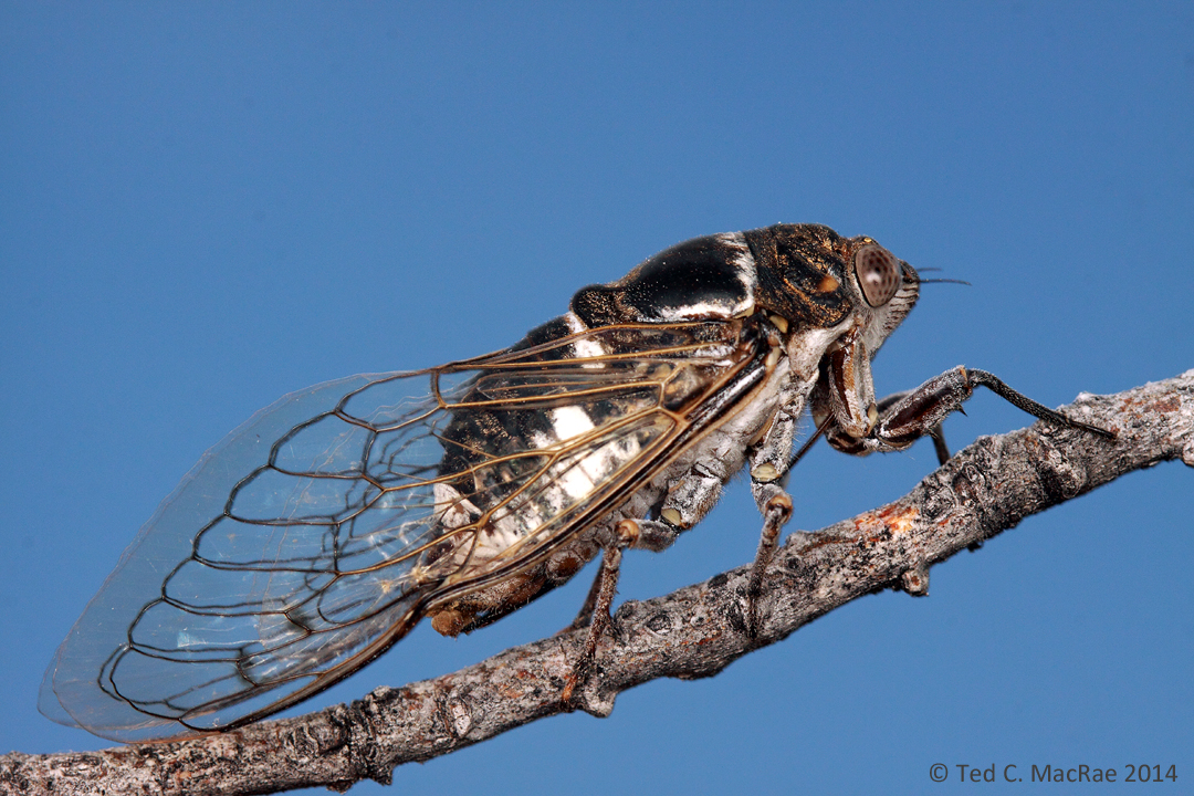 Scorching plains, screaming cactus | Beetles In The Bush