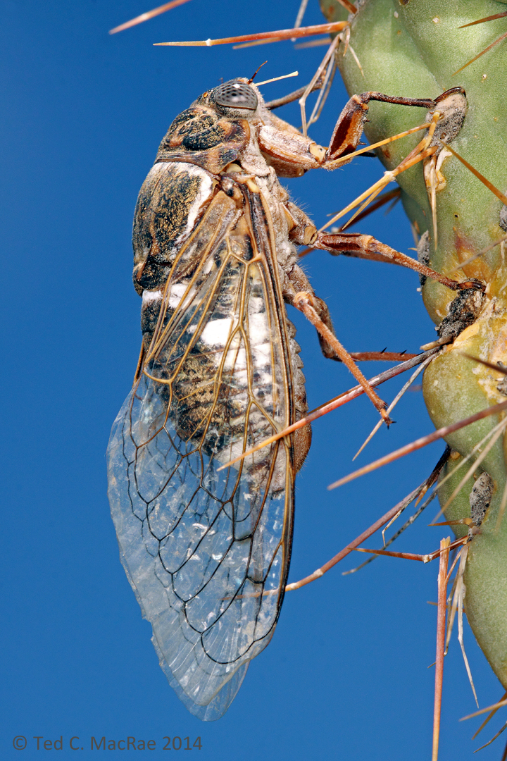 Scorching plains, screaming cactus | Beetles In The Bush
