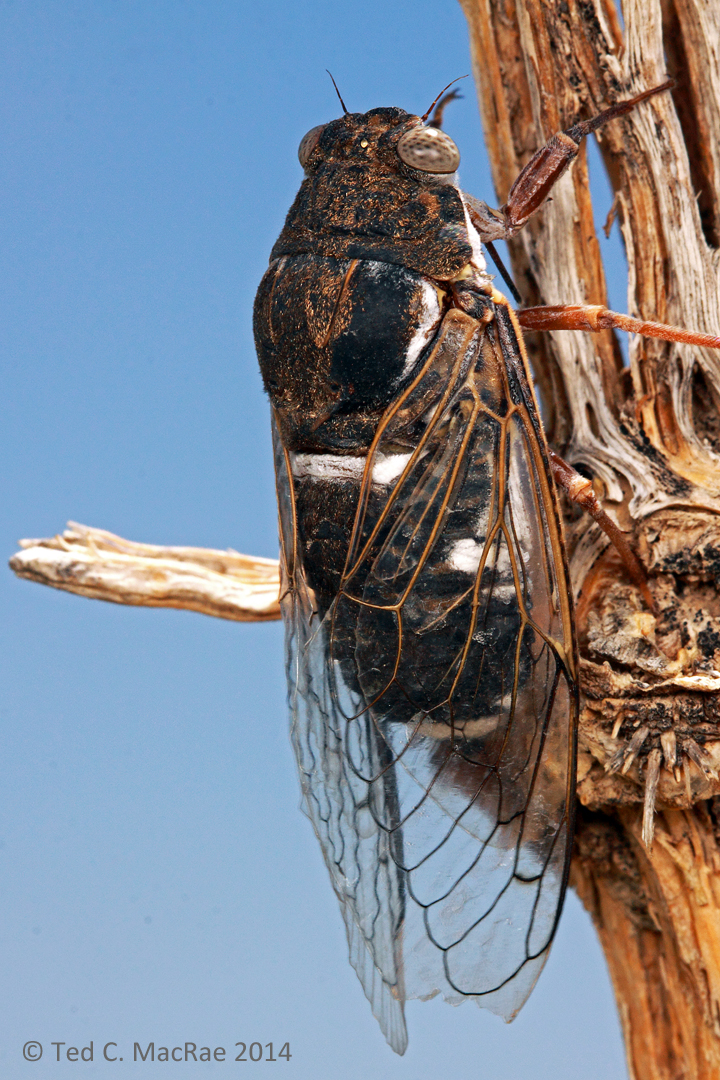 Scorching plains, screaming cactus | Beetles In The Bush