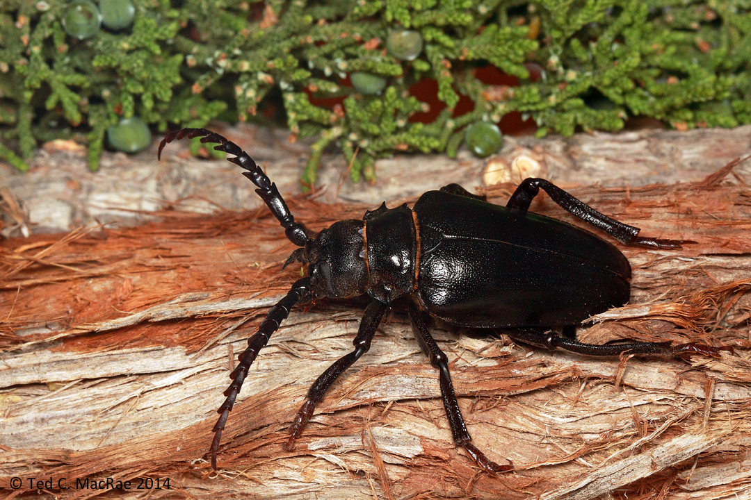 Just how widespread is Prionus heroicus? | Beetles In The Bush